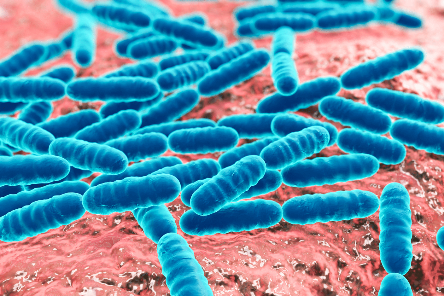 Bifidobacteria - BIOptimizers Blog